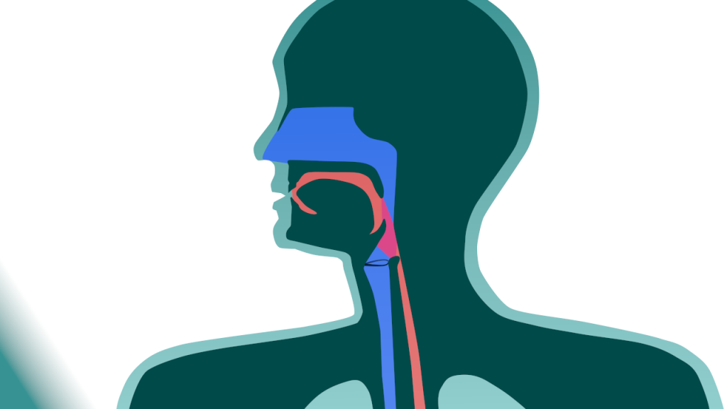 Infirmière – Rappels anatomiques | PETAL